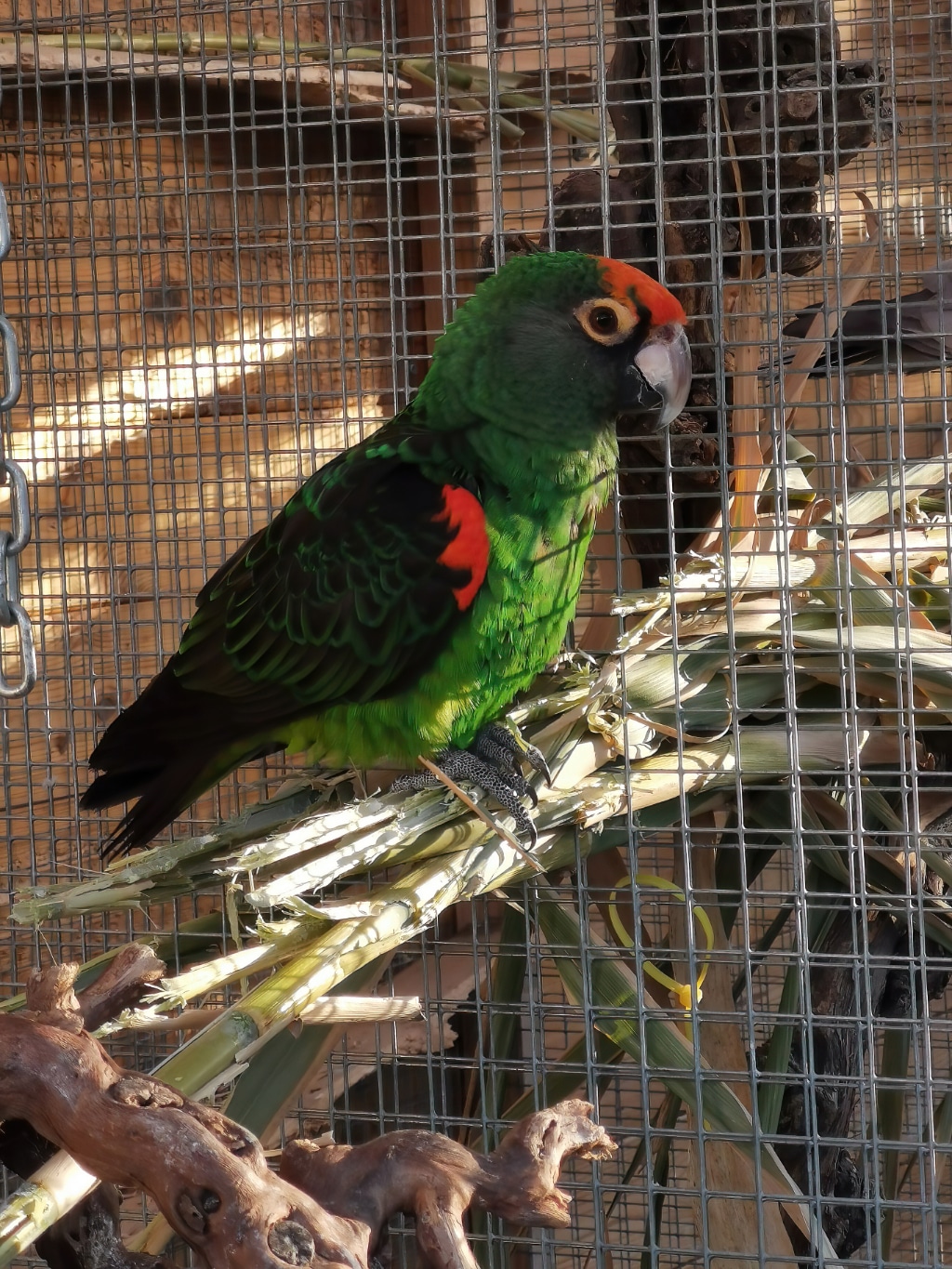 Perroquets Birdy-Adopt | Éleveur amateur de perroquets